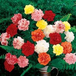 GAROAFA - DIANTHUS CARYOPHYLLUS