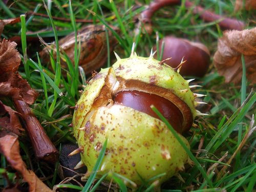 SCURT ISTORIC AL CASTANELOR DE TOAMNA