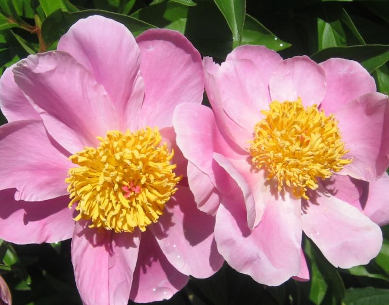 PEONIES - QUEEN OF THE GARDEN FLOWERS
