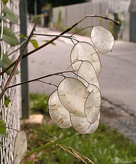 LUNARIA