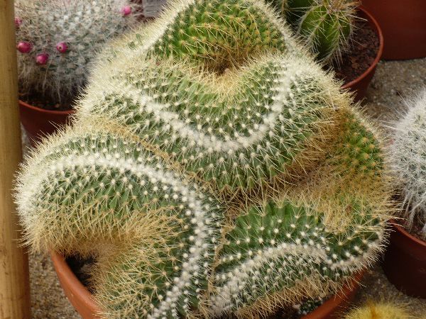 UN CACTUS ONDULAT PENTRU COLECTIA DE CACTUSI