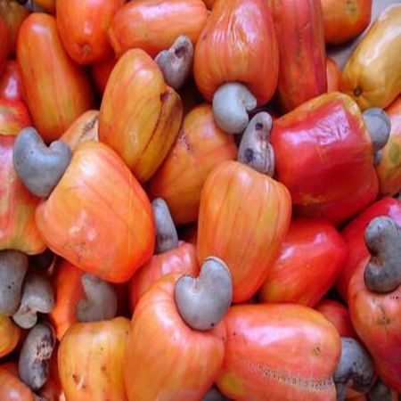 CAJU, UN FRUCT SANATOS