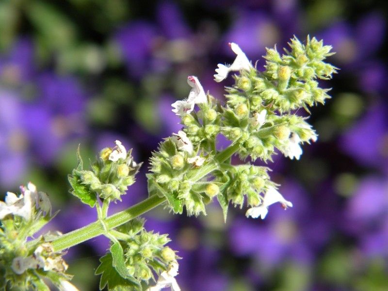 CATUSNICA – UN REMEDIU NATURAL PENTRU ASTENIA DE TOAMNA