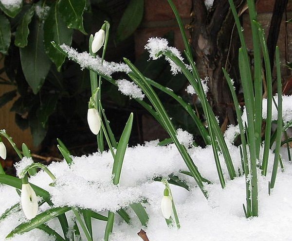 GHIOCEII, MAI MULT DECAT SIMPLI VESTITORI AI PRIMAVERII