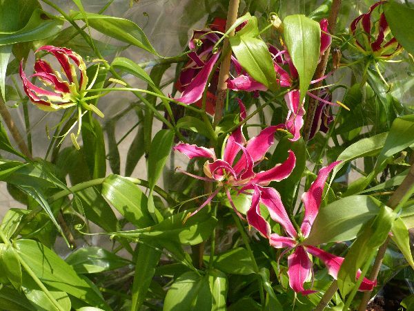 GLORIOSA SUPERBA - O LIANA CU FLORI EXOTICE