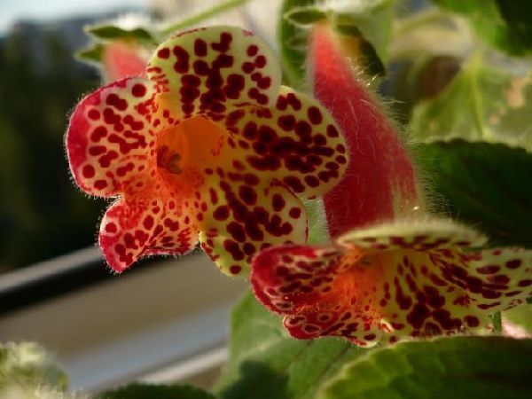 KOHLERIA - CLOPOTEI ROSII PUFOSI