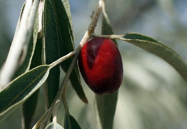 MASLINUL RUSESC, UTIL SAU PERICULOS PENTRU GRADINA?