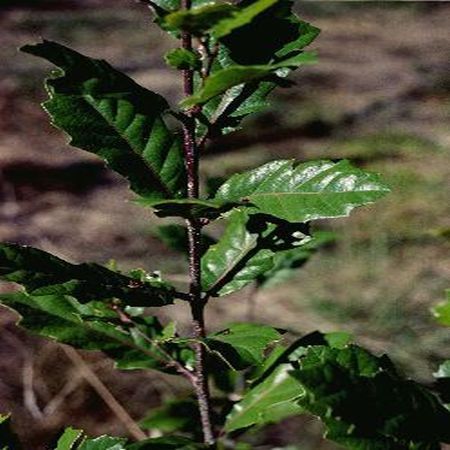 CUM SE PLANTEAZA UN STEJAR?