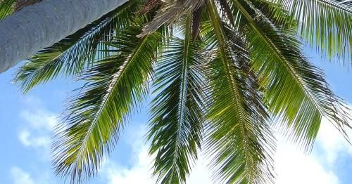 PRIMII COPACI DE PE PAMANT SEMANAU CU PALMIERII