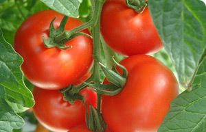 CULTIVAREA ROSIILOR IN SERA