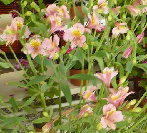 ALSTROEMERIA - ELEGANTA CRINILOR SI DELICATETEA ORHIDEELOR