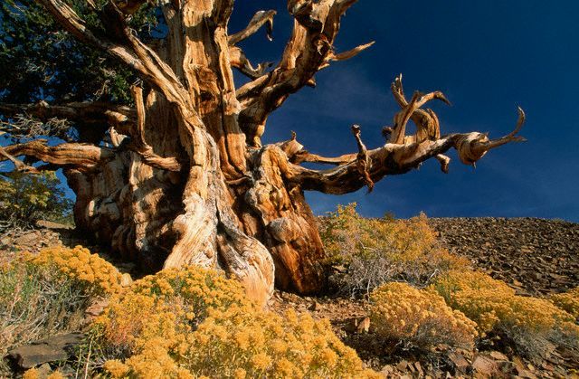 DESCOPERIREA CELOR MAI BATRANI ARBORI DIN LUME