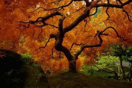 COPACII INDIGENI, ALEGEREA PERFECTA PENTRU GRADINA