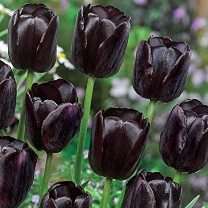BLACK TULIP - LALEAUA NEAGRA