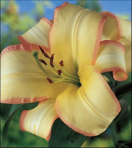 CRINUL BOOGIE WOOGIE