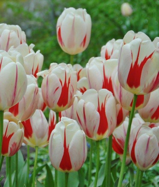 LALEAUA BURNING HEART, UN NUME INSPIRAT PENTRU UN FARMEC SPECIAL