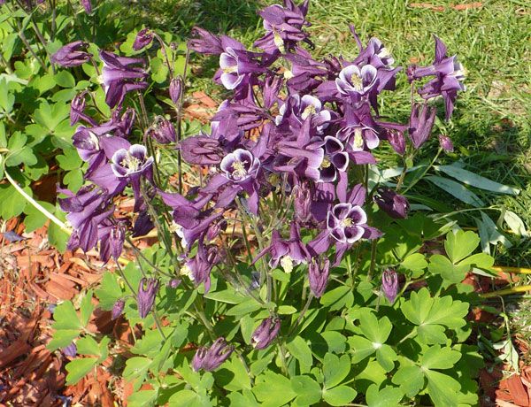 CALDARUSE IN CULORI SI FORME DEOSEBITE