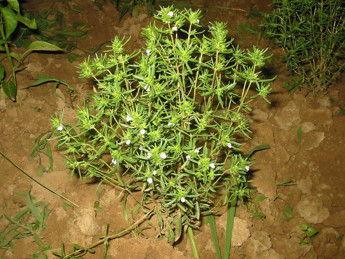 CIMBRUL IN TERAPIILE NATURISTE