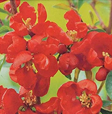 CLEMENTINE, GUTUIUL JAPONEZ PENTRU ORICE GRADINA