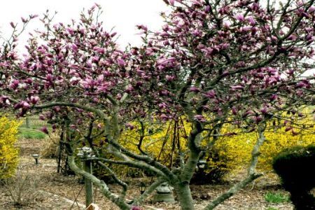 PLANTAREA COPACILOR PENTRU UN MEDIU SANATOS