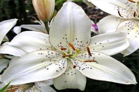 CRINII – PODOABA MINUNATA A GRADINII