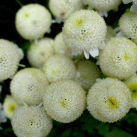 CRIZANTEMELE, ARTIFICII COLORATE DE TOAMNA