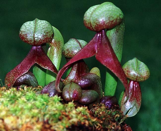 DARLINGTONIA CALIFORNICA