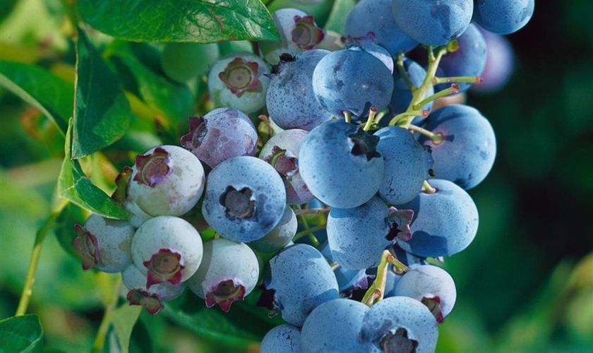 AFINUL DENISE BLUE – UN SOI PENTRU TOATE GUSTURILE