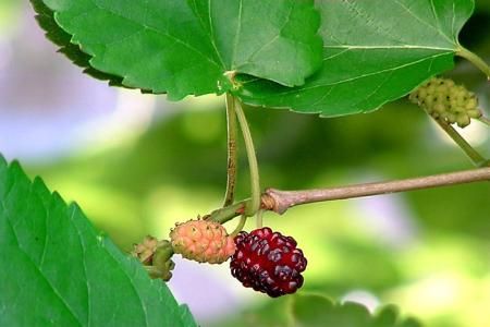 FRUNZELE DE DUD SI SANATATEA