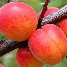 CAISELE EARLY ORANGE