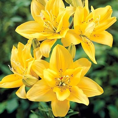 CRINUL ASIATIC FATA MORGANA - MULT GALBEN PENTRU UN SPATIU MAI VESEL