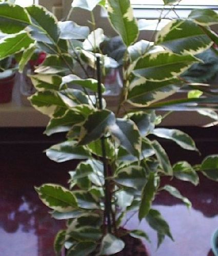 FICUS BENJAMIN