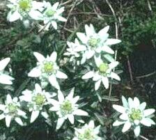 FLOARE DE COLT - SI IN GRADINI