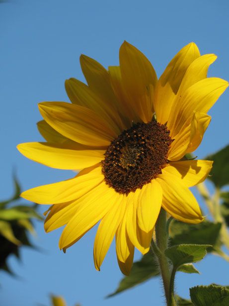 DIN LUMEA FLORILOR