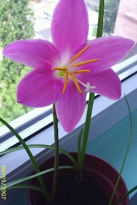 ZEPHYRANTES GRANDIFLORA SAU FLOAREA ZEFIRULUI