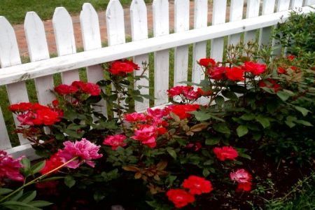 IDEI PENTRU GRADINI AMENAJATE IN SPATII RESTRANSE