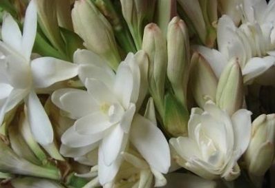 FLORI DE VARA CU BULBI