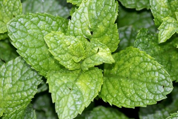 CUM PUTEM FOLOSI MENTA IN LOCUINTA