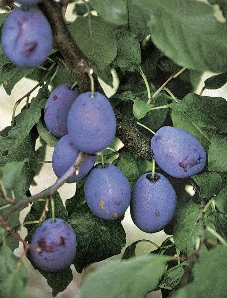 PRUNUL COLUMNAR FRUTTINI SKYSCRAPER