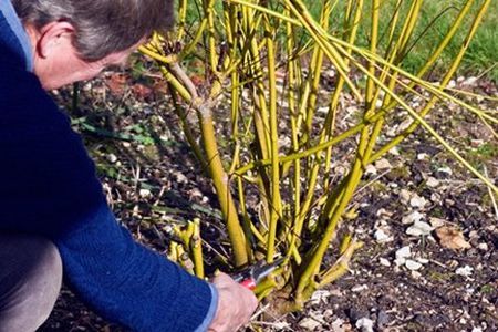 GRADINARITUL PRIMAVARA