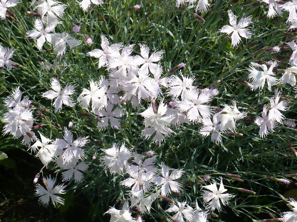 LUNA IUNIE SI O GRADINA CU MACI SI GAROFITE