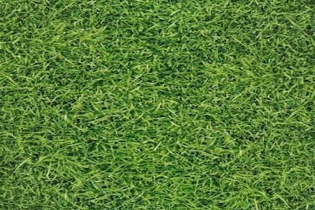 INTRETINEREA GAZONULUI