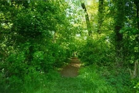 GRADINA BOTANICA MACEA, ARAD