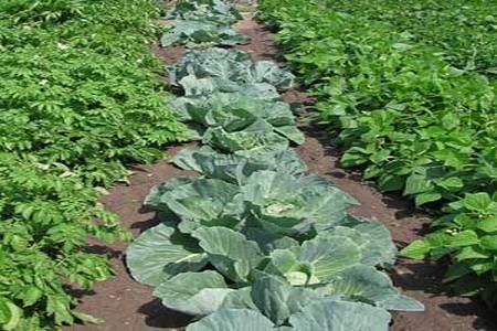 CULTURILE ASOCIATE SPECIFICE TOAMNEI