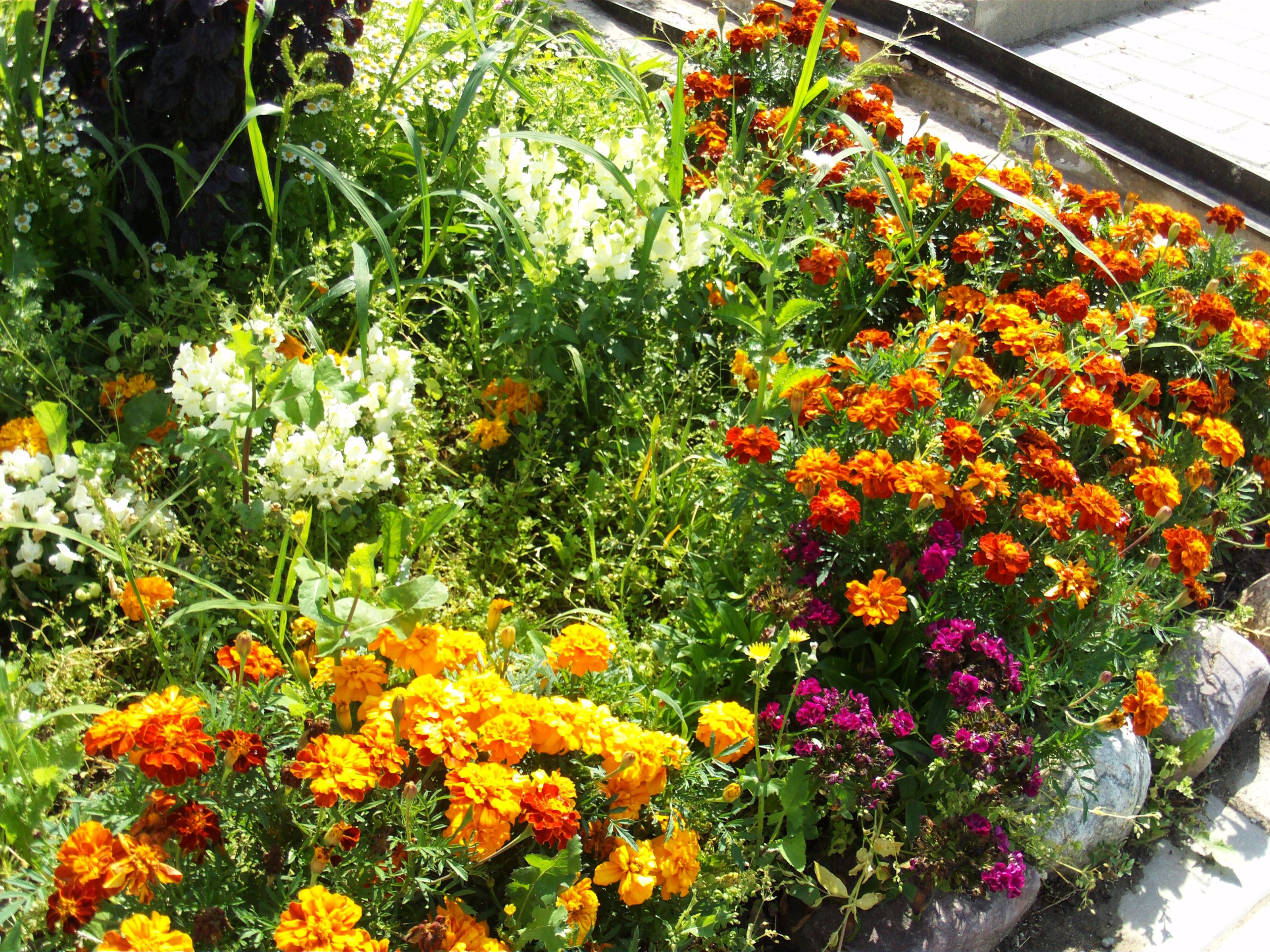 TRUCURI NEOBISNUITE PENTRU O GRADINA FRUMOASA