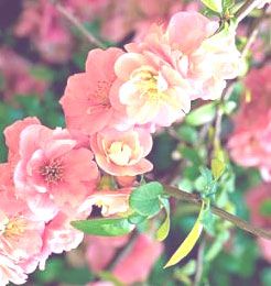 GUTUI JAPONEZ - PATA DE CULOARE SI BUNA DISPOZITIE