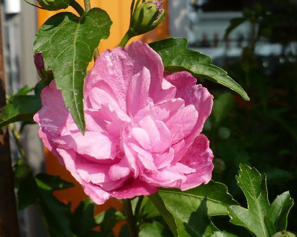 HIBISCUS SYRIACUS - UN ALT FEL DE TRANDAFIR