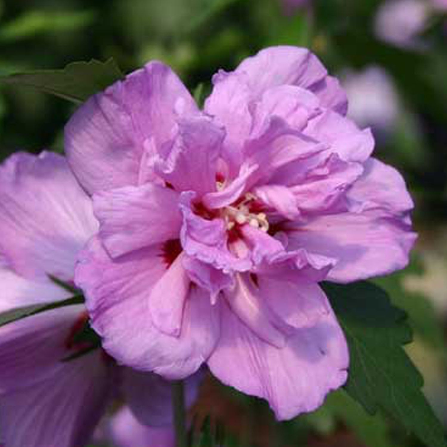 HIBISCUS SYRIACUS ARDENS
