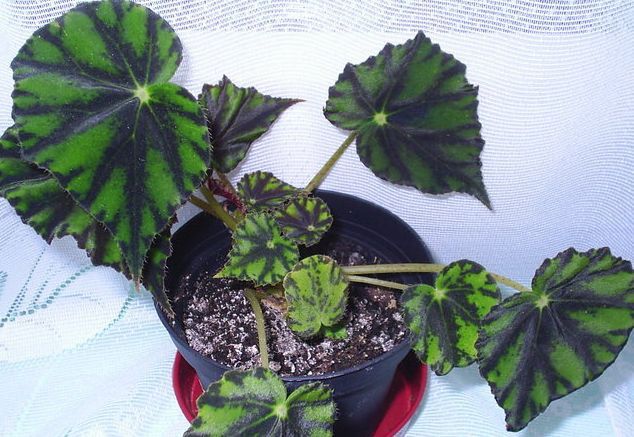 BEGONII - DECORATIVE PRIN FRUNZE SAU DIVERSITATE IN FORME SI NUANTE