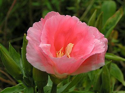 GODETIA AMOENA SAU AZALEA DE GRADINA